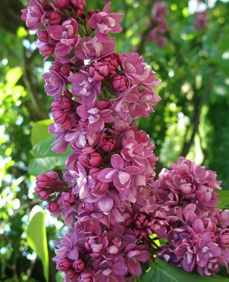 Сирень обыкновенная `Маршал Василевский`, Syringa vulgaris `Marshal ...